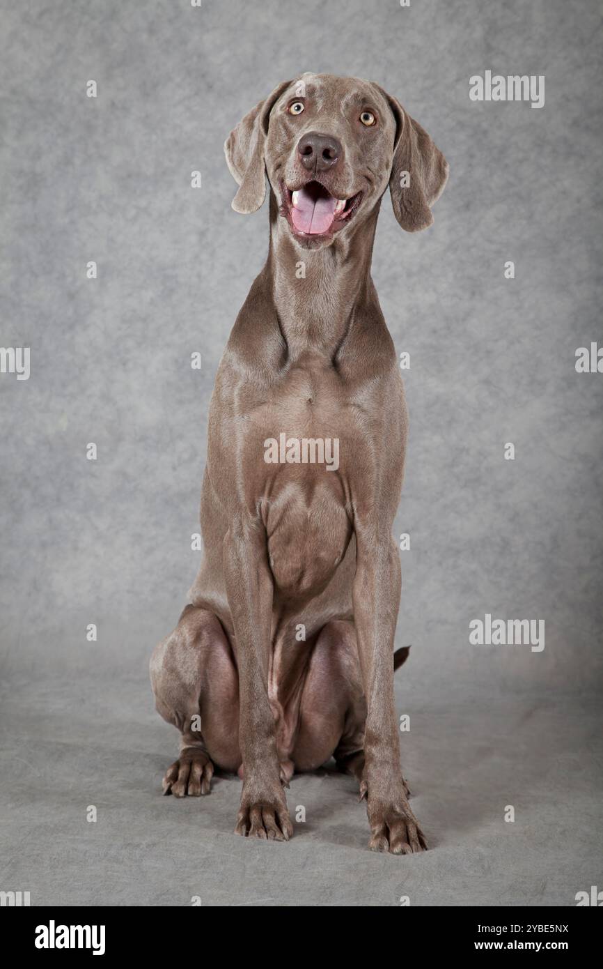 Three years old shorthaired Weimaraner dog, sitting in front of grey ...