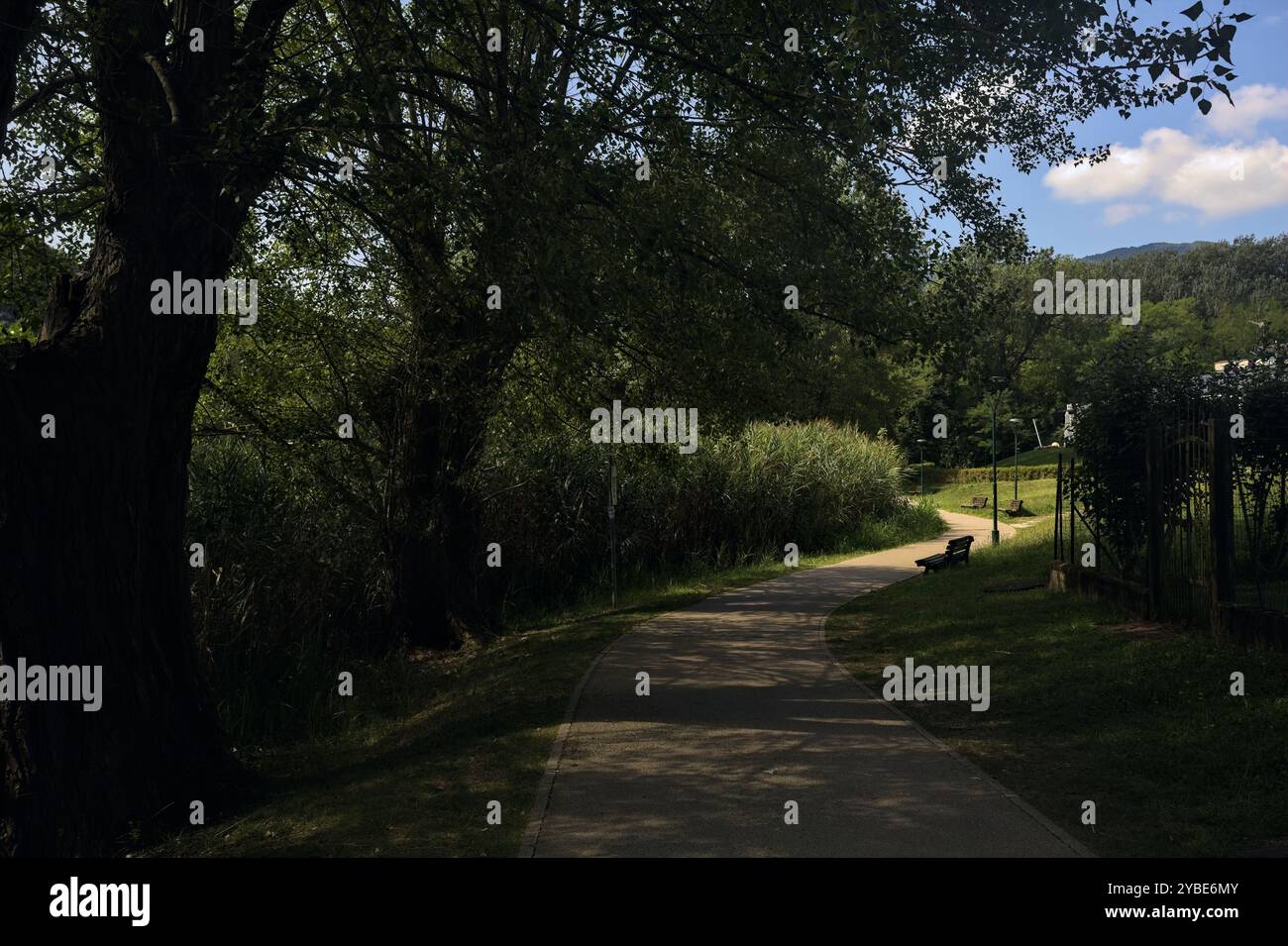Trail with a tree arching on it in a park by the lakeshore Stock Photo ...