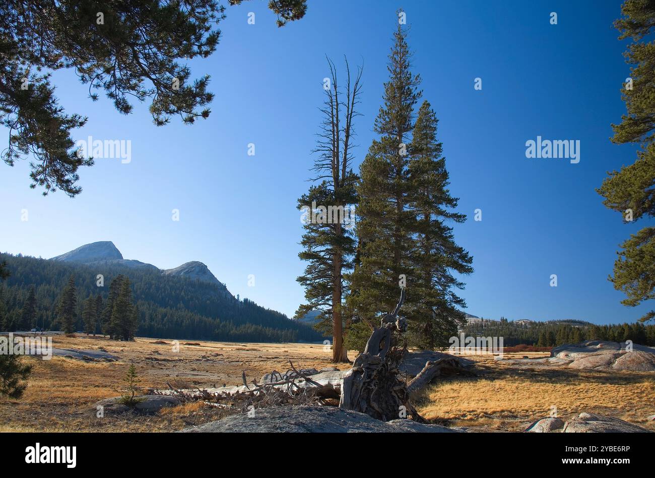 Cascade sierran montane conifer forest hi-res stock photography and ...
