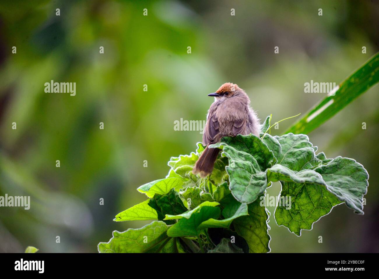 RED-FACED CISTICOLA ( Cisticola erythrops) Kampala Uganda Stock Photo ...