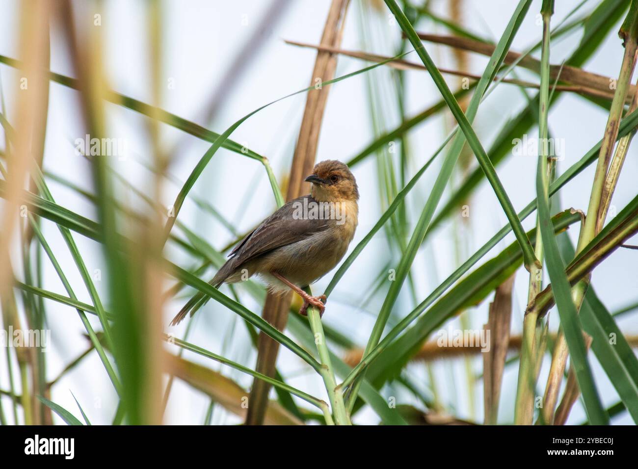RED-FACED CISTICOLA ( Cisticola erythrops) Kampala Uganda Stock Photo ...