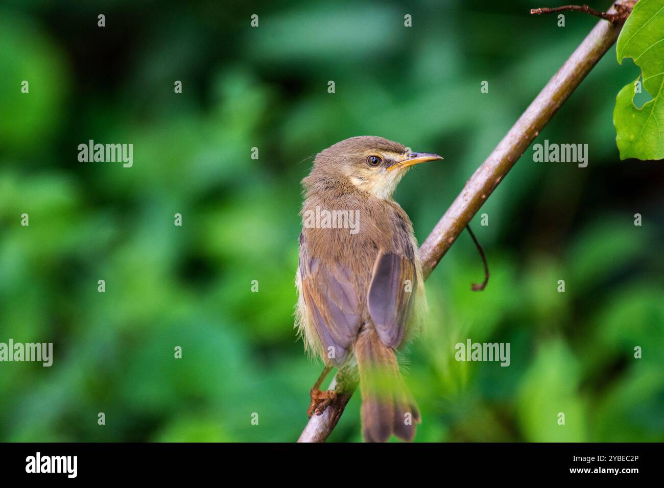 Prinia subflava hi-res stock photography and images - Alamy