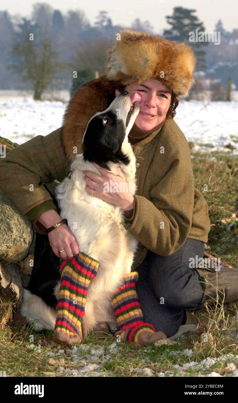 Katie Cropper with border collie cut pad pads protection sock. farmer ...