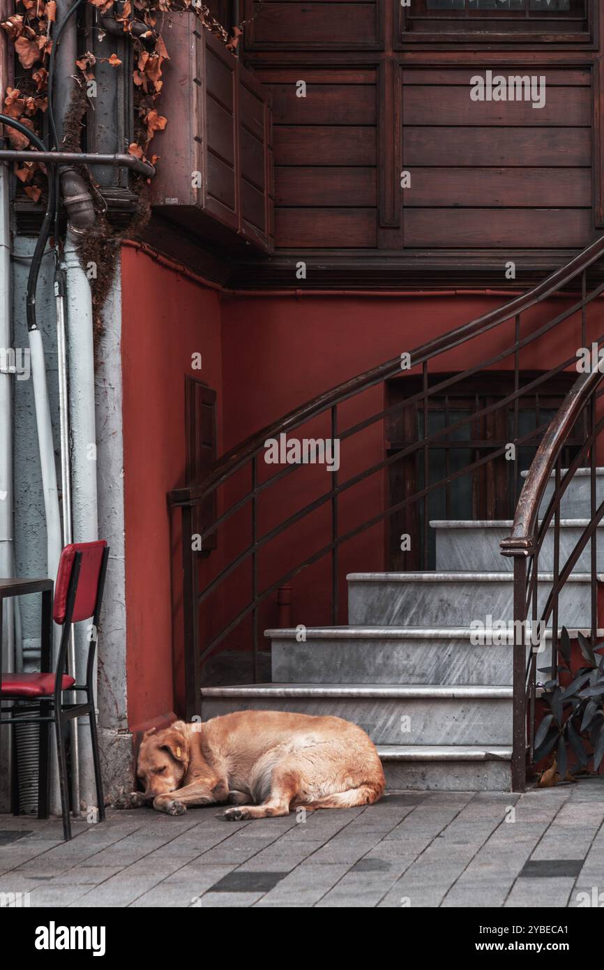 Lazy stray dog sleeping in front of a mansion in Arnavutkoy, Istanbul ...
