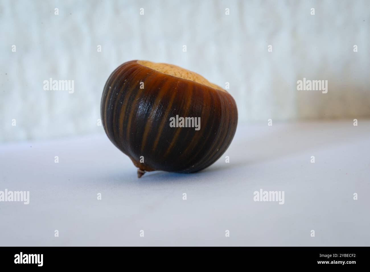 Macro image of a hazelnut, fruit of common hazel tree (Corylus avellana ...