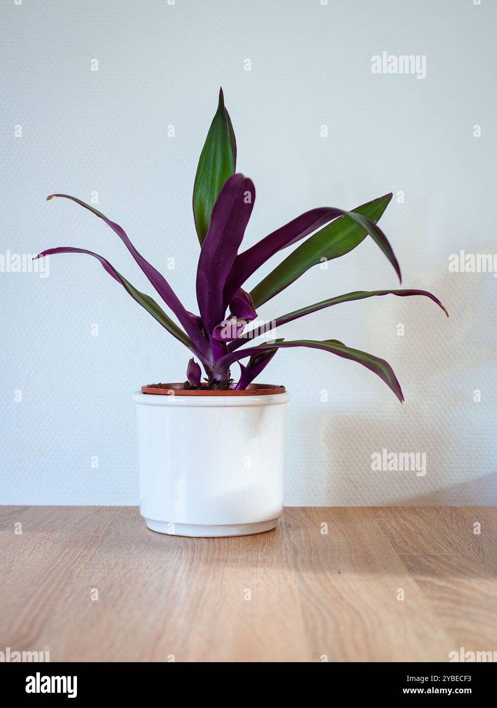 Purple heart or purple queen plant (Tradescantia pallida purpurea) with ...
