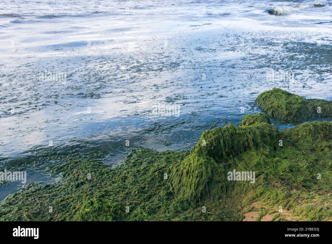 algae proliferating on the seashore during a water bloom Stock Photo ...