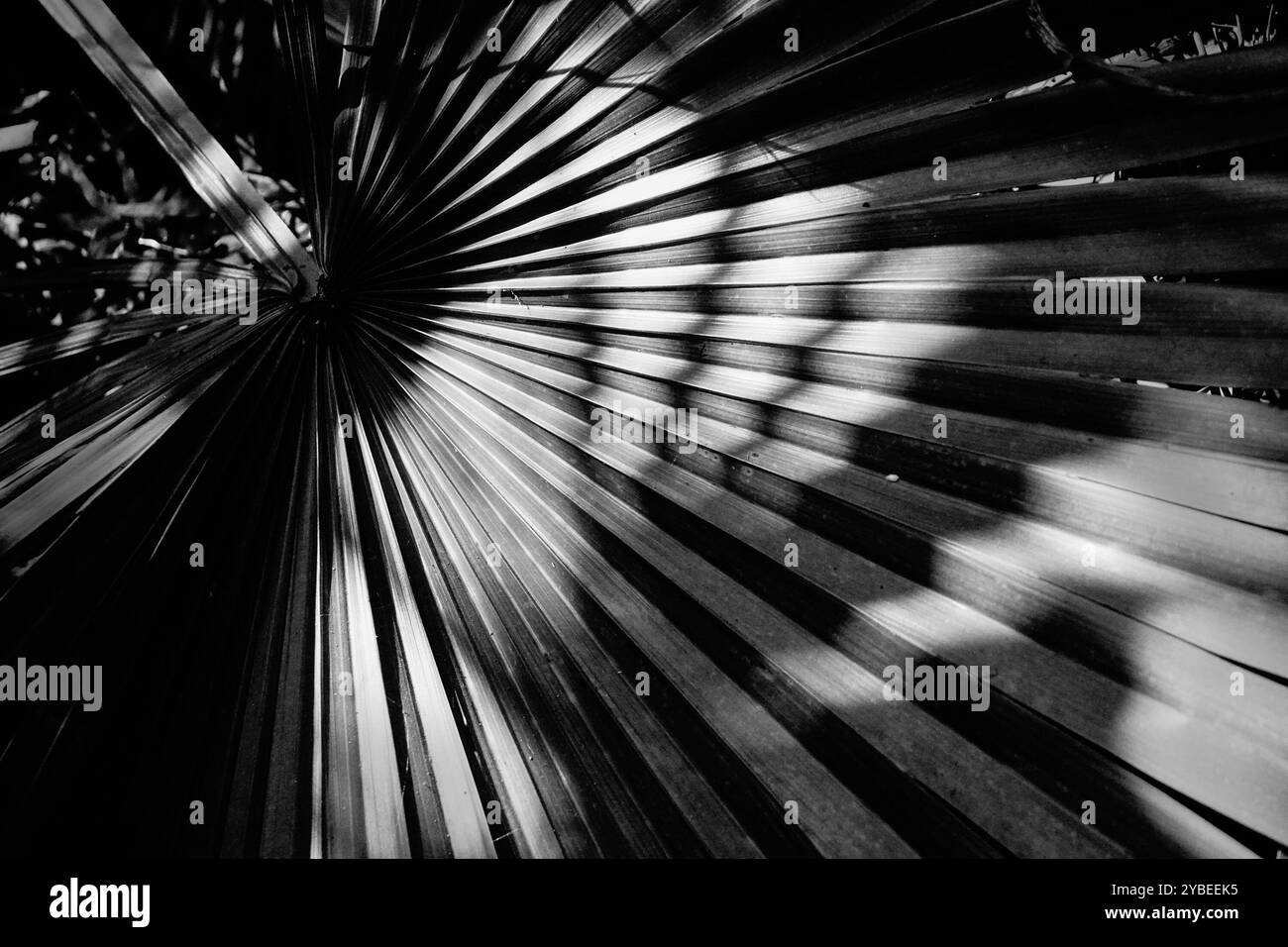 Beautiful pattern of sun lit palm leaves , sunlit with dark background ...