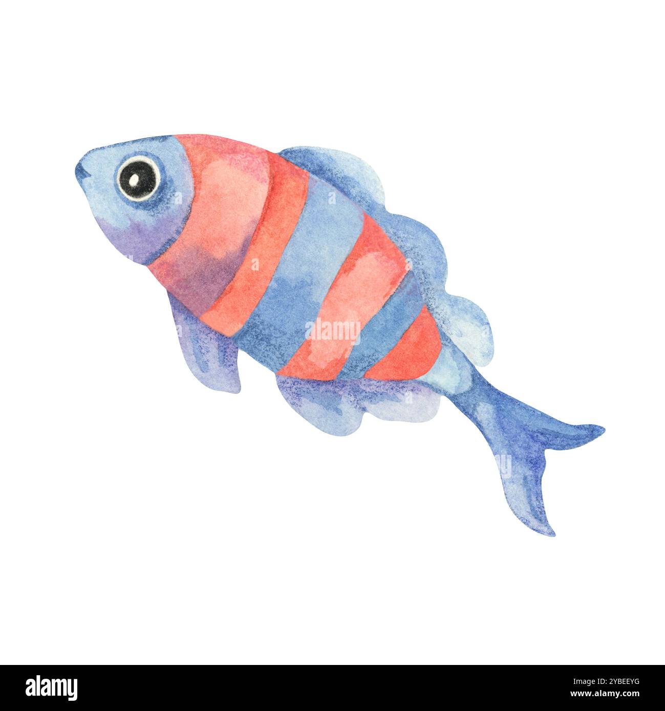 School clownfish nursery tropical fish hi-res stock photography and ...