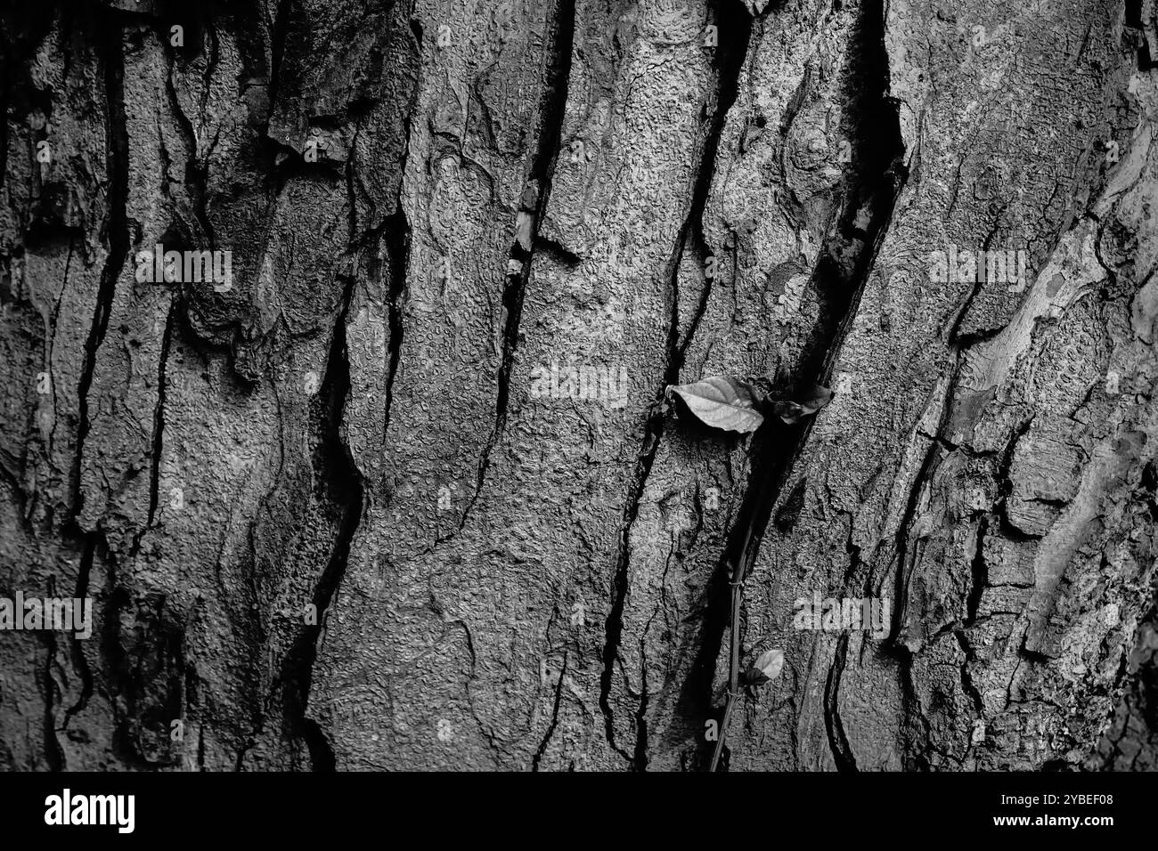 Image o Black and White Stock Photos & Images - Alamy