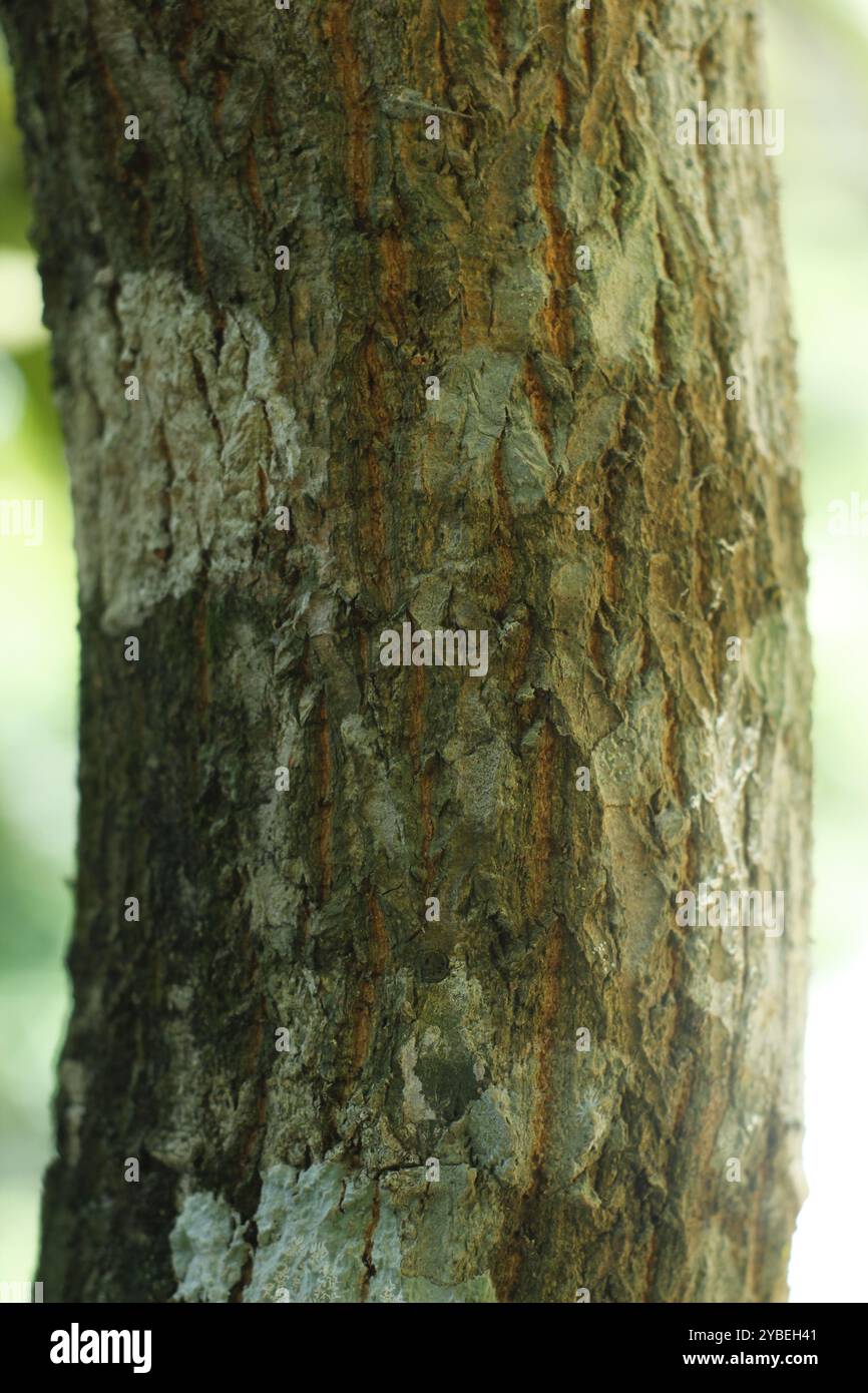 Tamarind tree hi-res stock photography and images - Alamy