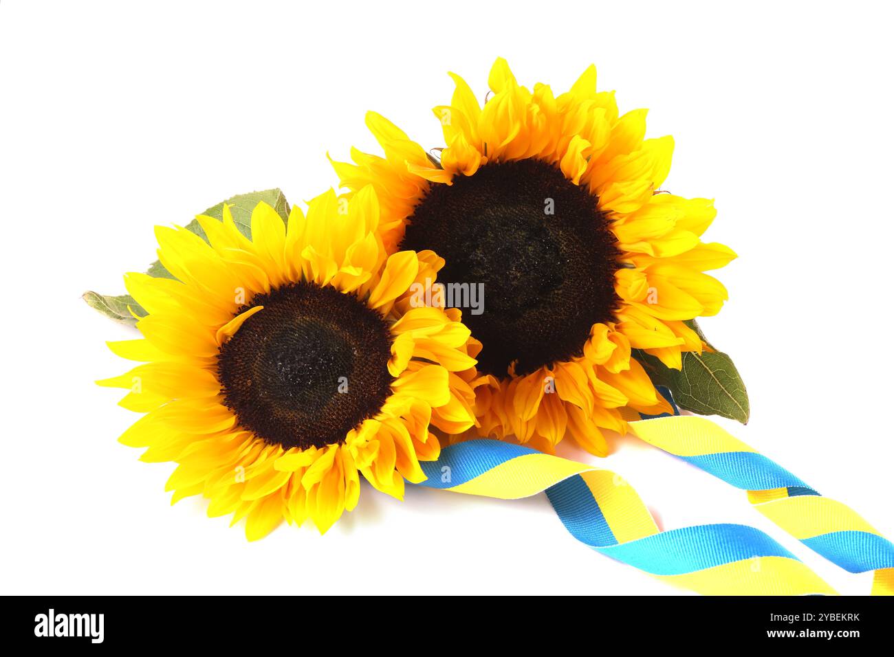 Sunflowers, leaves and ribbons in colors of Ukrainian national flag ...