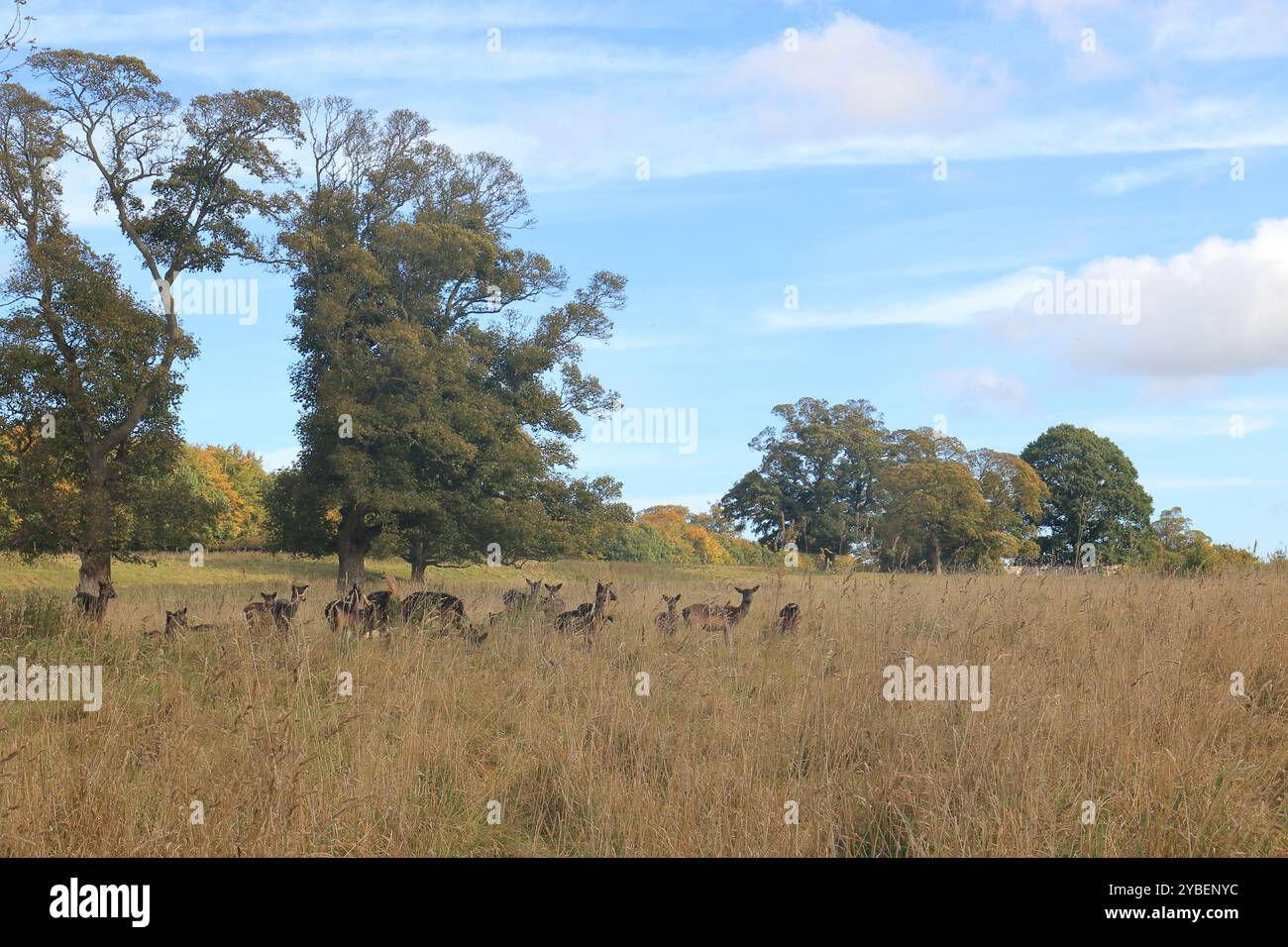 Deer raby castle hi-res stock photography and images - Alamy