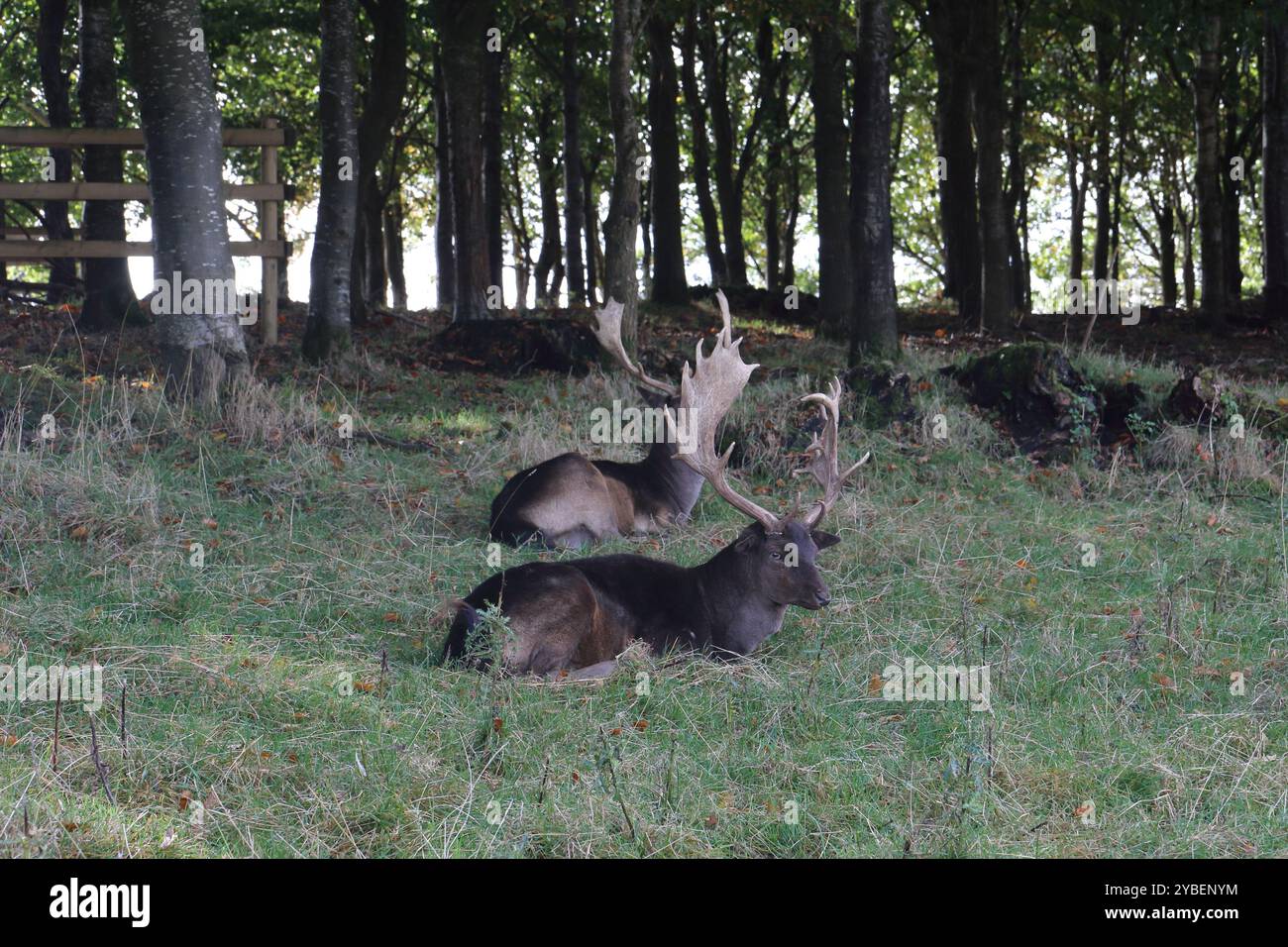 Deer raby castle hi-res stock photography and images - Alamy