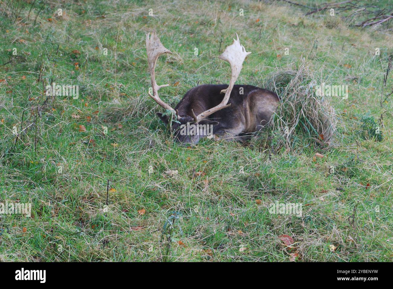 Deer raby castle hi-res stock photography and images - Alamy