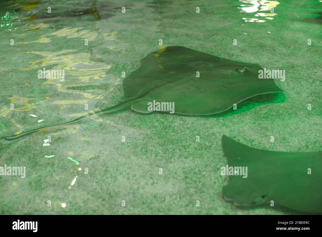 Southern gray stingray in a petting stingray tank Stock Photo - Alamy