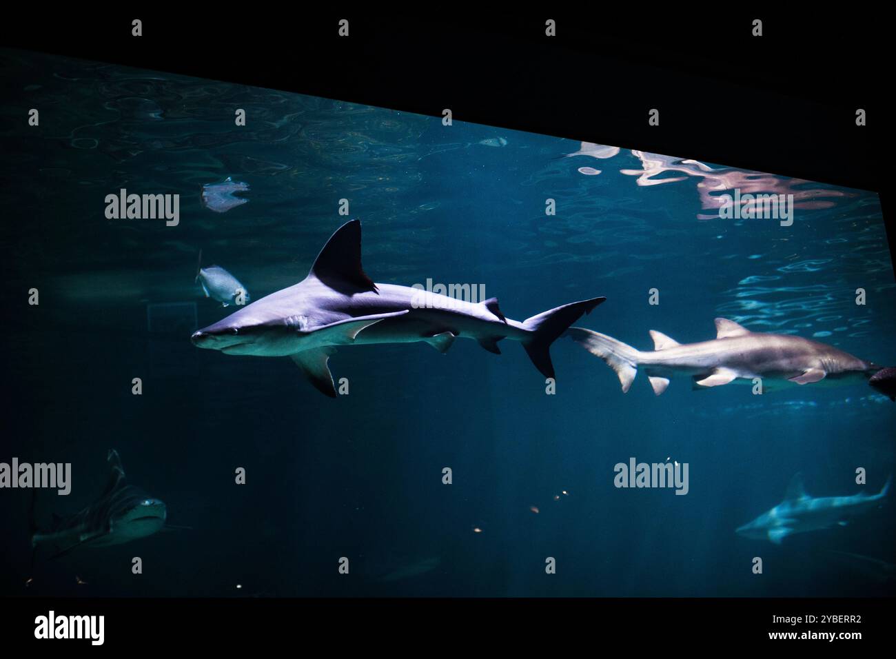 Tiger shark in sea water. Big shark in deep blue water. Aquarium in New ...