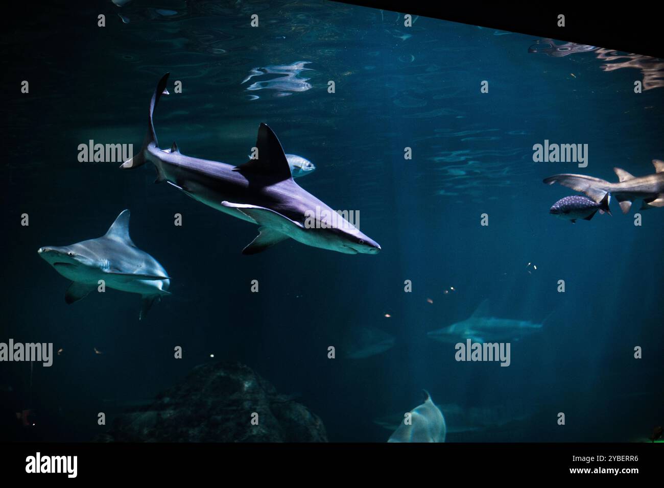 Tiger shark in sea water. Big shark in deep blue water. Aquarium in New ...