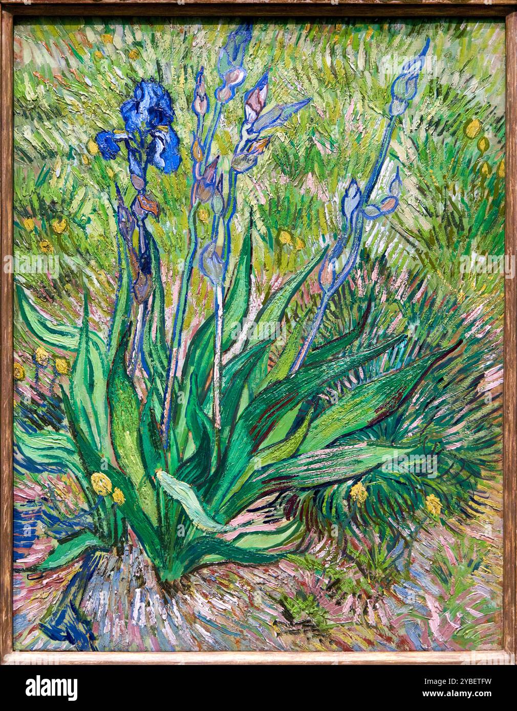 Iris, 1890, Vincent Van Gogh (1853-1890), Poets & Lovers Exhibition ...
