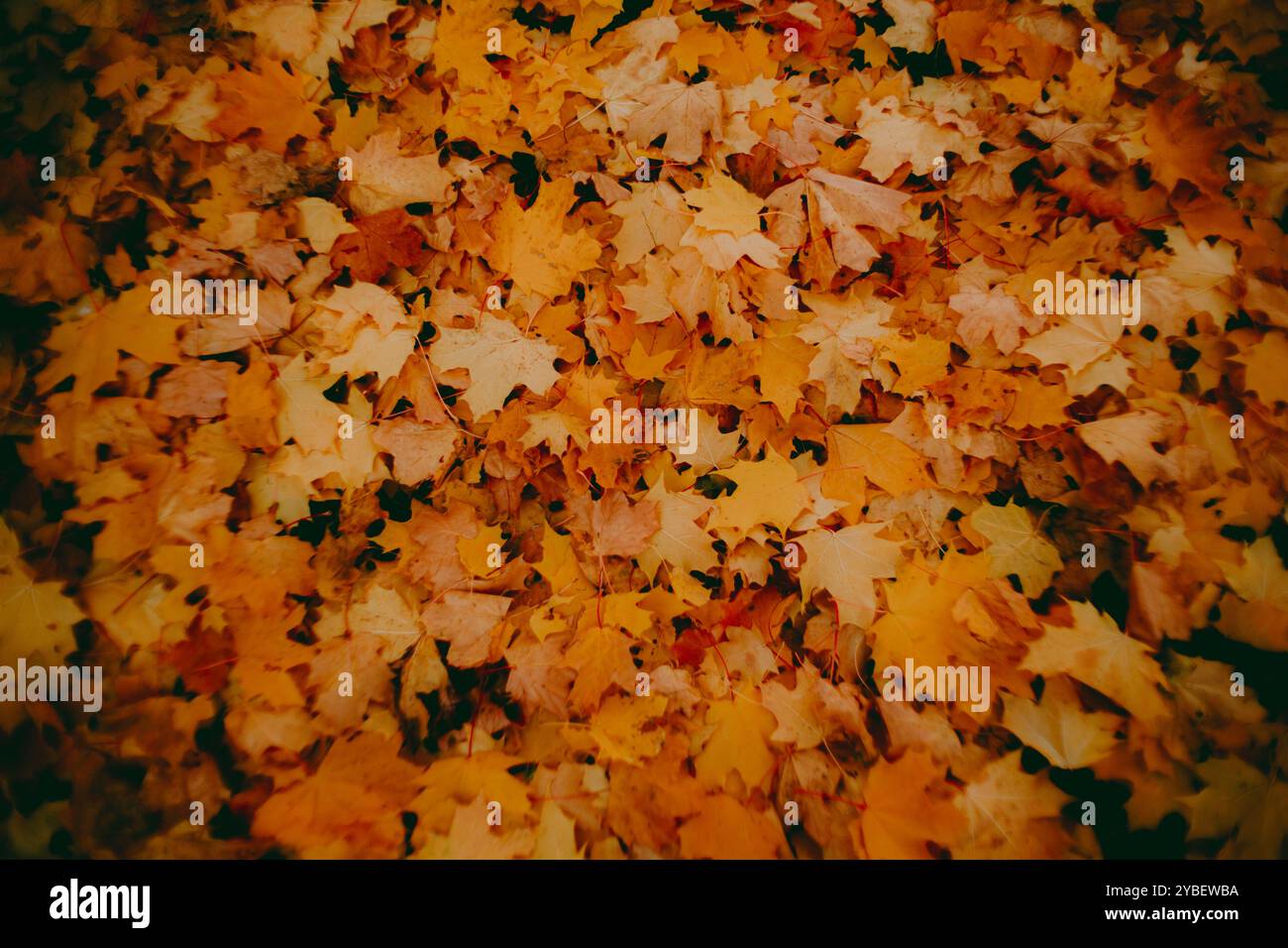 A photo of a beautiful scene of many bright yellow maple leaves falling ...