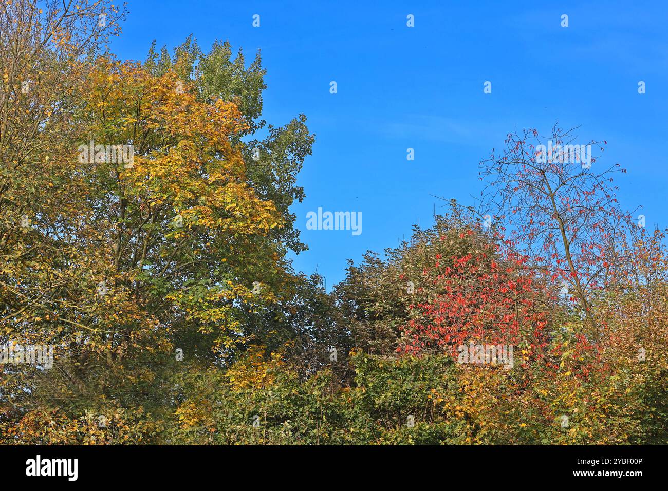 Wildwachsende Laubbäume im Herbst Der Wildwuchs unterschiedlicher ...