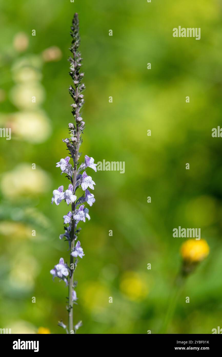 Close up of a purple and white toadflax (linaria purpurea) flower in ...