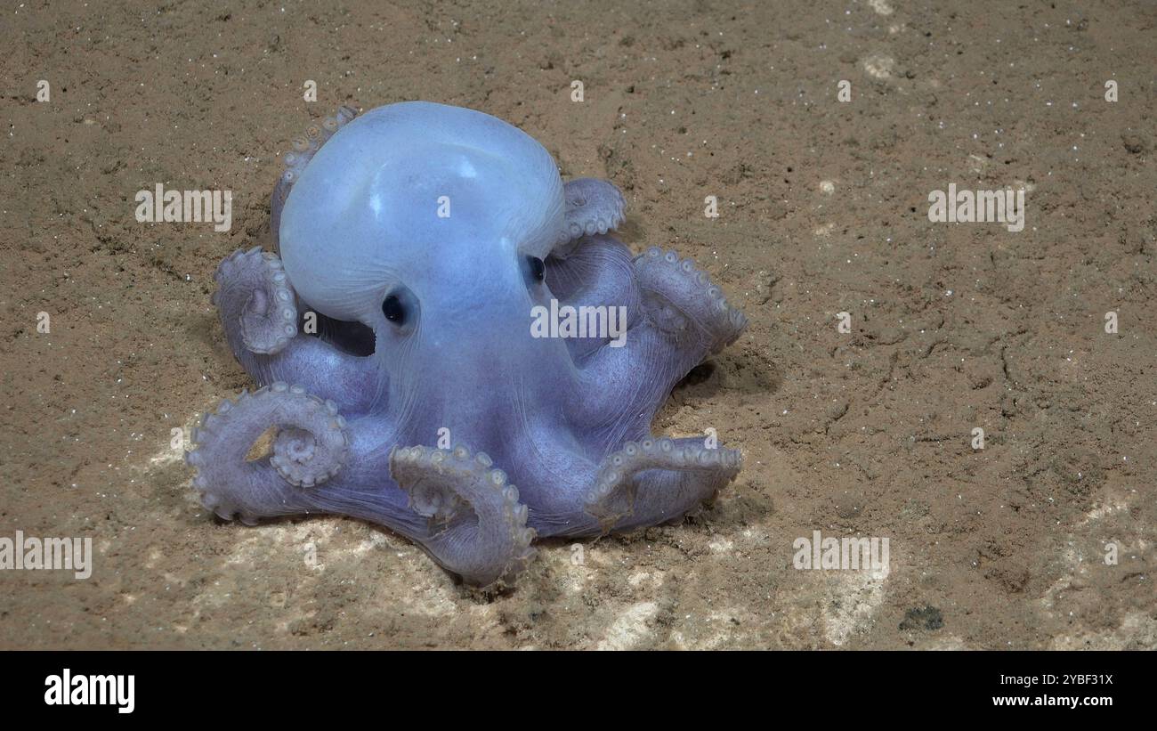 First scientifically described hi-res stock photography and images - Alamy