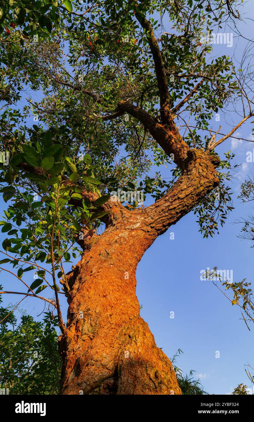 Sunny view of the landscape of Daan Forest Park at Taipei, Taiwan Stock ...