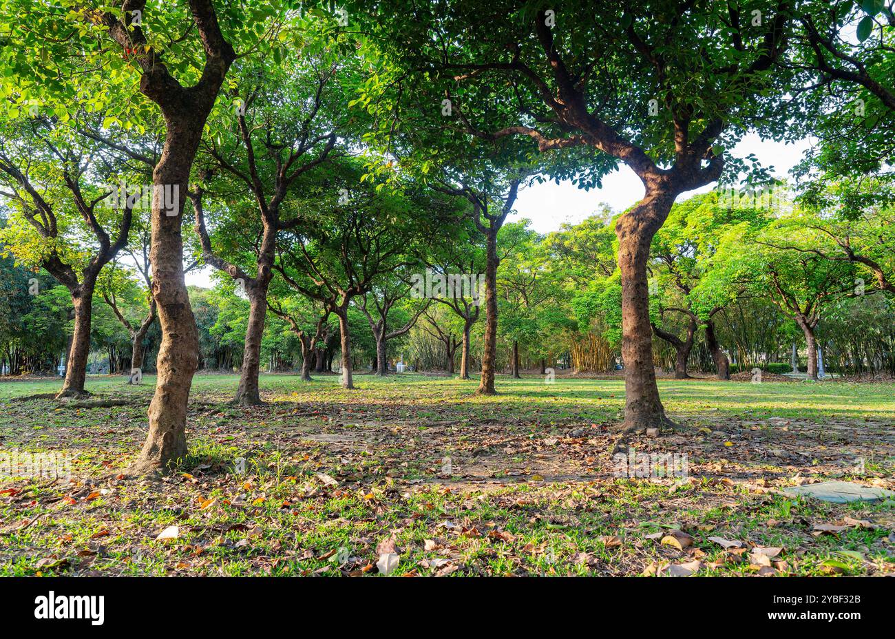 Sunny view of the landscape of Daan Forest Park at Taipei, Taiwan Stock ...