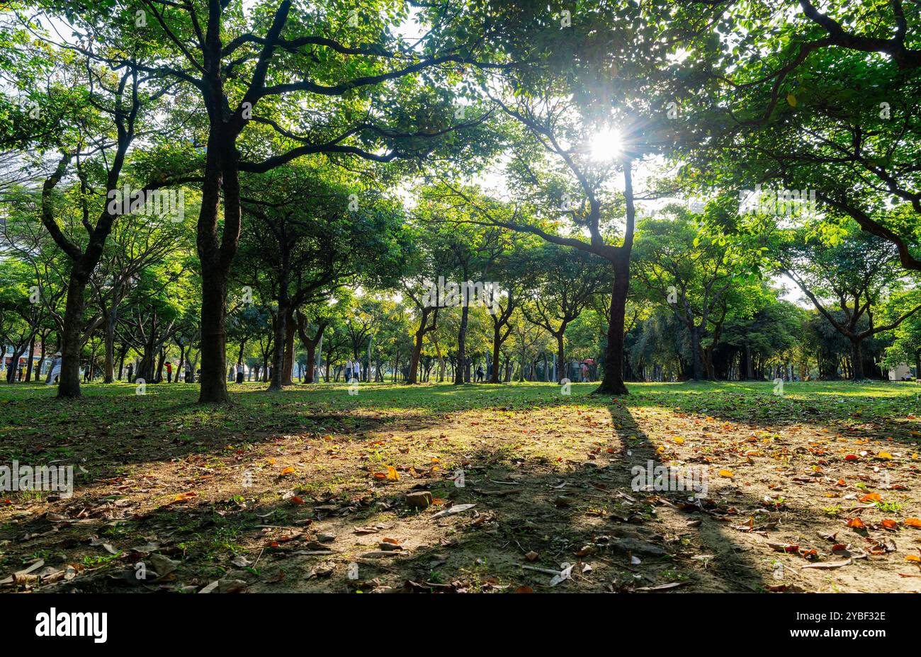 Sunny view of the landscape of Daan Forest Park at Taipei, Taiwan Stock ...