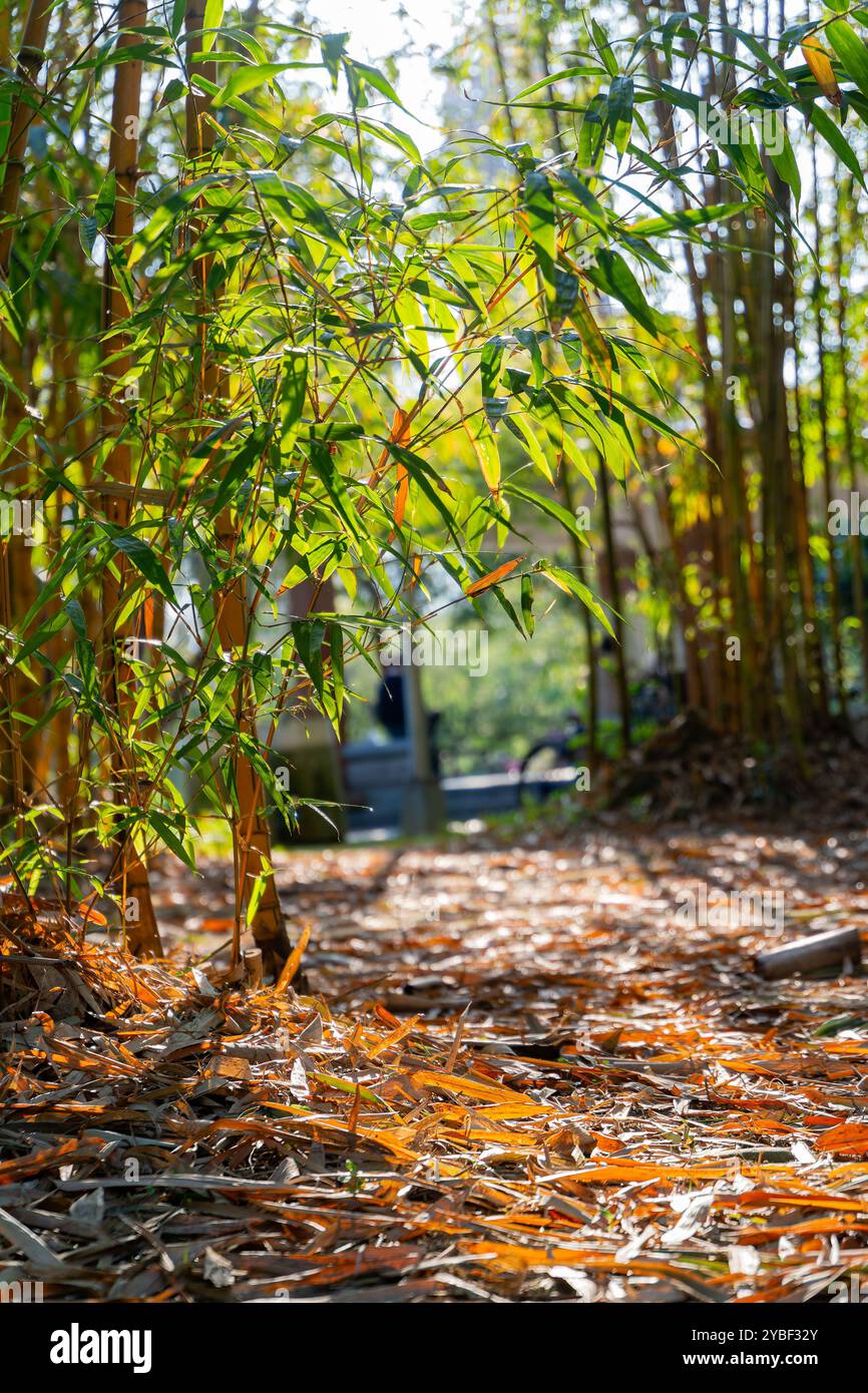 Sunny view of the landscape of Daan Forest Park at Taipei, Taiwan Stock ...
