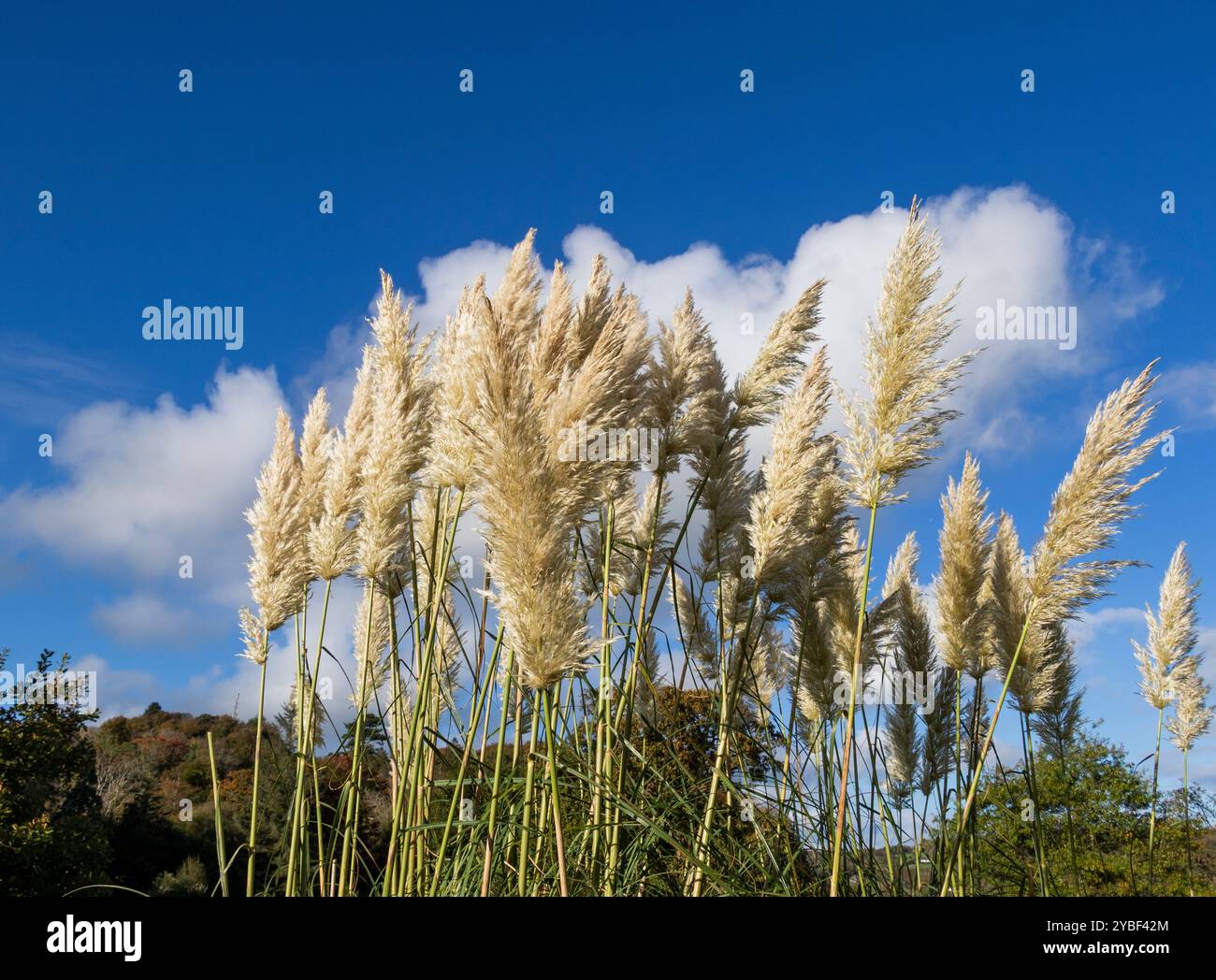 Pampas Grass Cortaderia selloana inflorescences against blue sky Stock ...