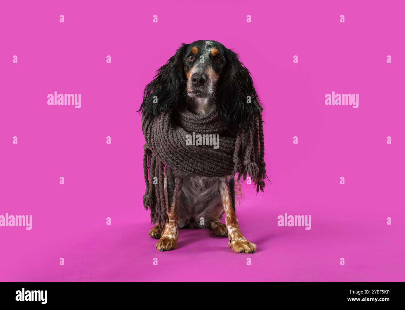 Cute cocker spaniel with warm scarf on purple background Stock Photo ...