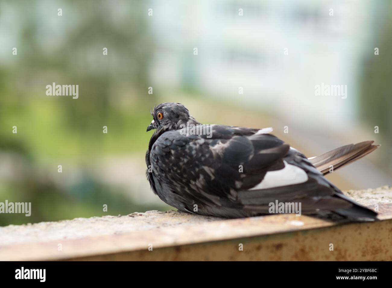 Dove (Columbidae) popular city bird. These are stout-bodied birds with ...