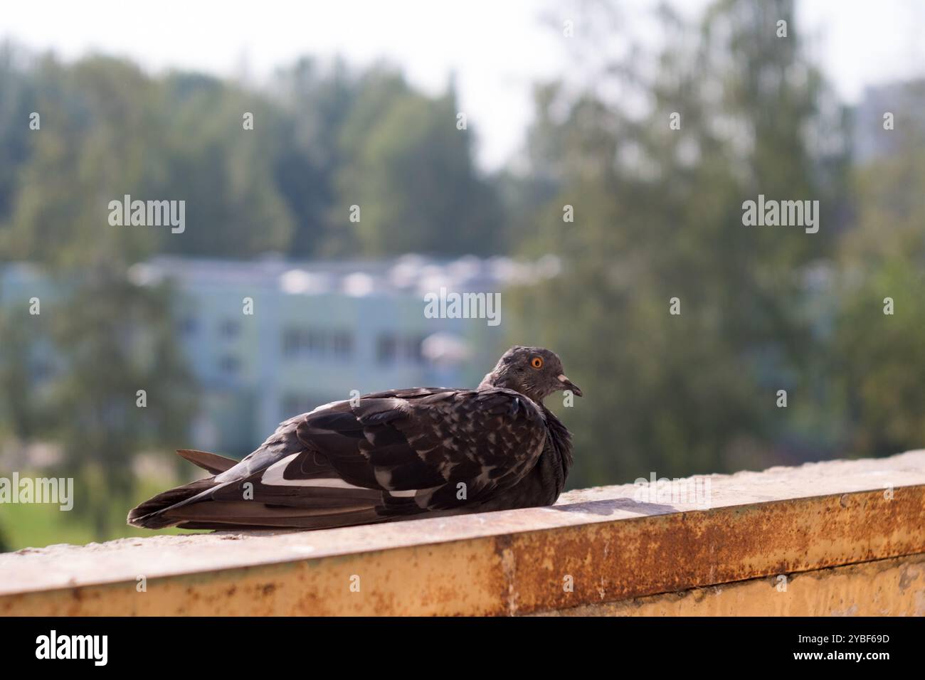 Dove (Columbidae) popular city bird. These are stout-bodied birds with ...