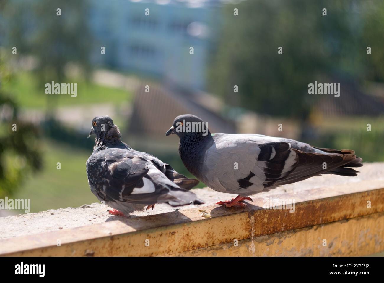 Dove (Columbidae) popular city bird. These are stout-bodied birds with ...