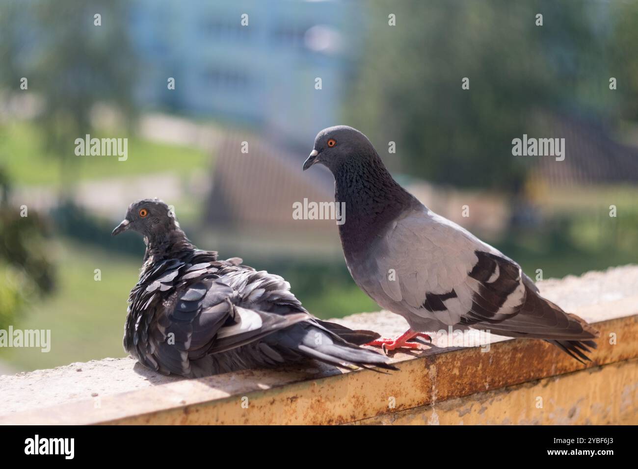 Species feature hi-res stock photography and images - Alamy