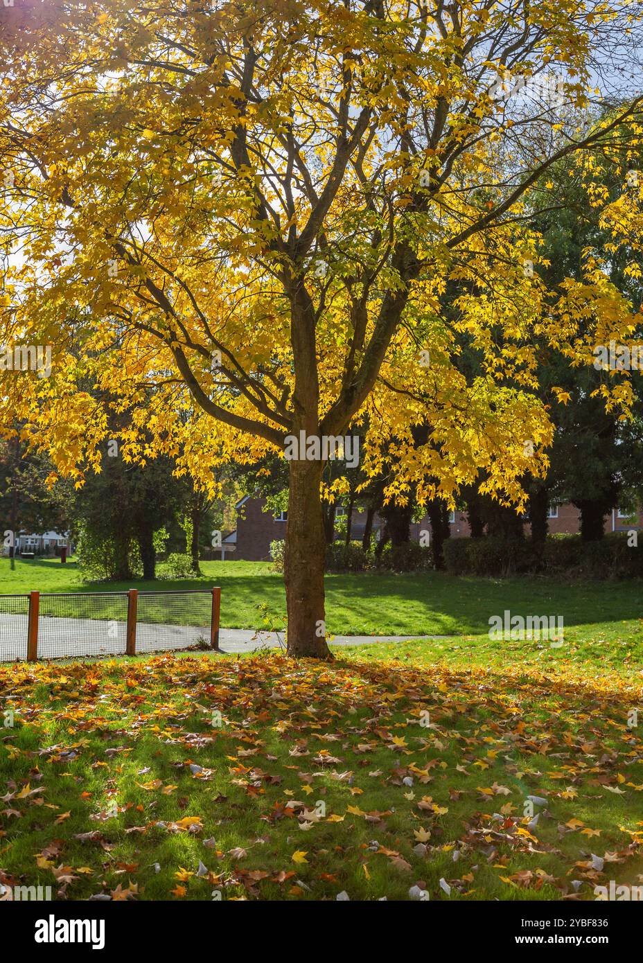 Beautiful yellow tree in Autumn bathed in sunlight Stock Photo - Alamy
