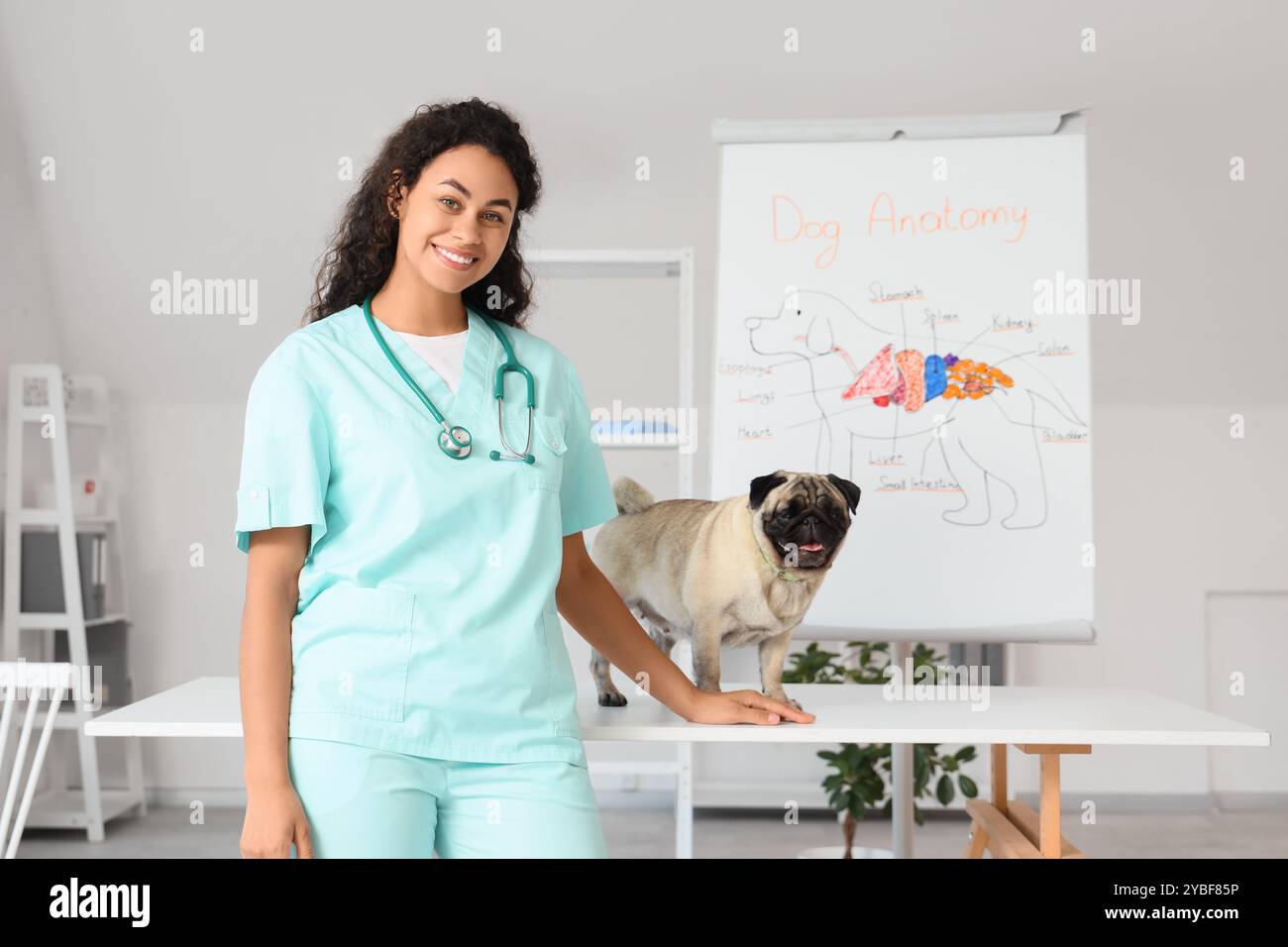 Female African-American veterinarian with pug dog in clinic Stock Photo ...