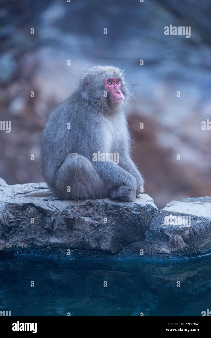 Park monkey hi-res stock photography and images - Alamy