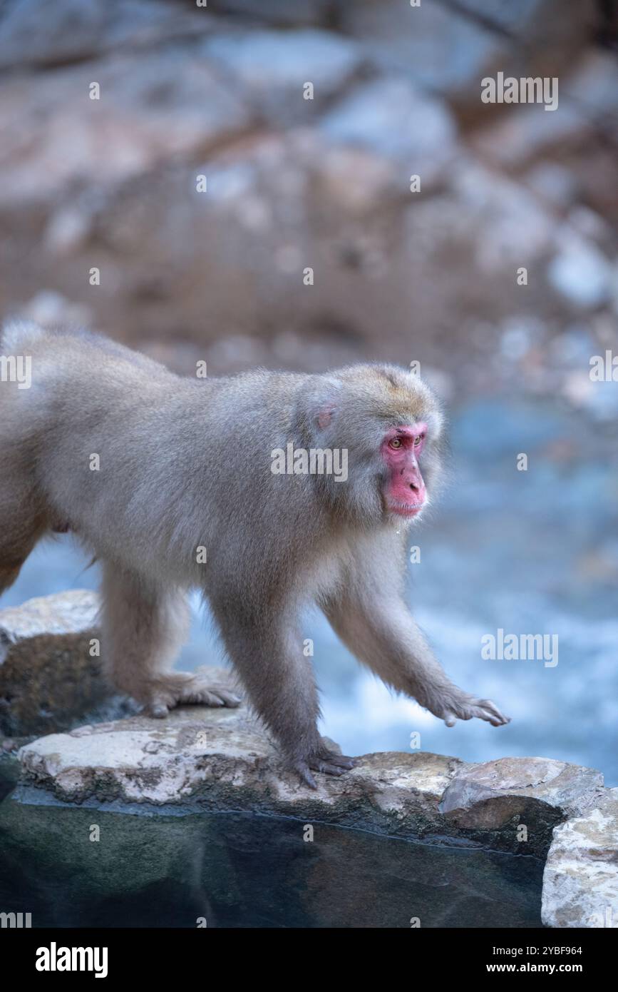Jigokudani Monkey Park, Yamanouchi, Nagano, Chubu, Japan Stock Photo ...