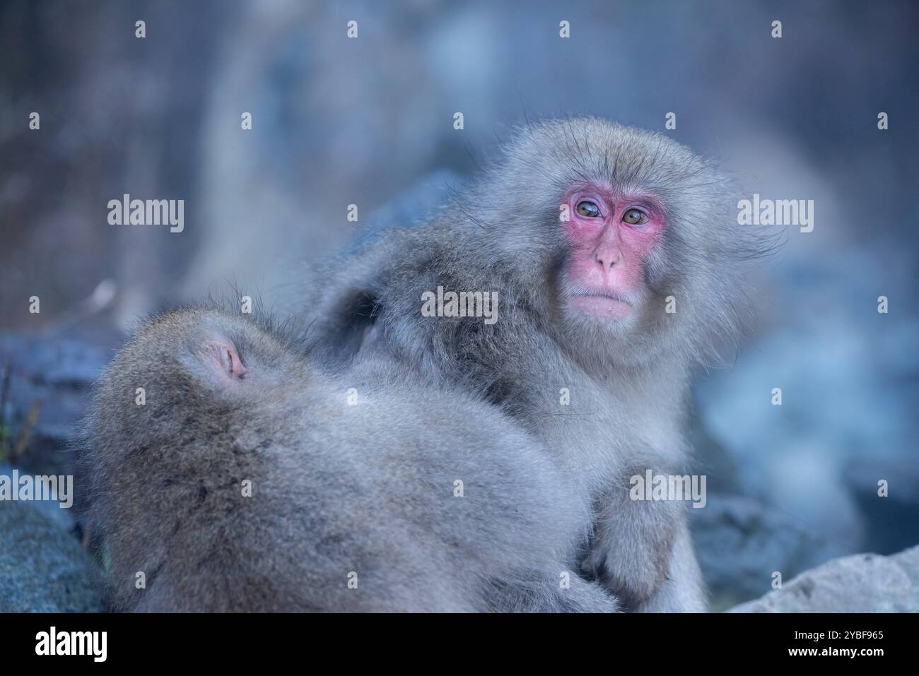 Jigokudani Monkey Park, Yamanouchi, Nagano, Chubu, Japan Stock Photo ...