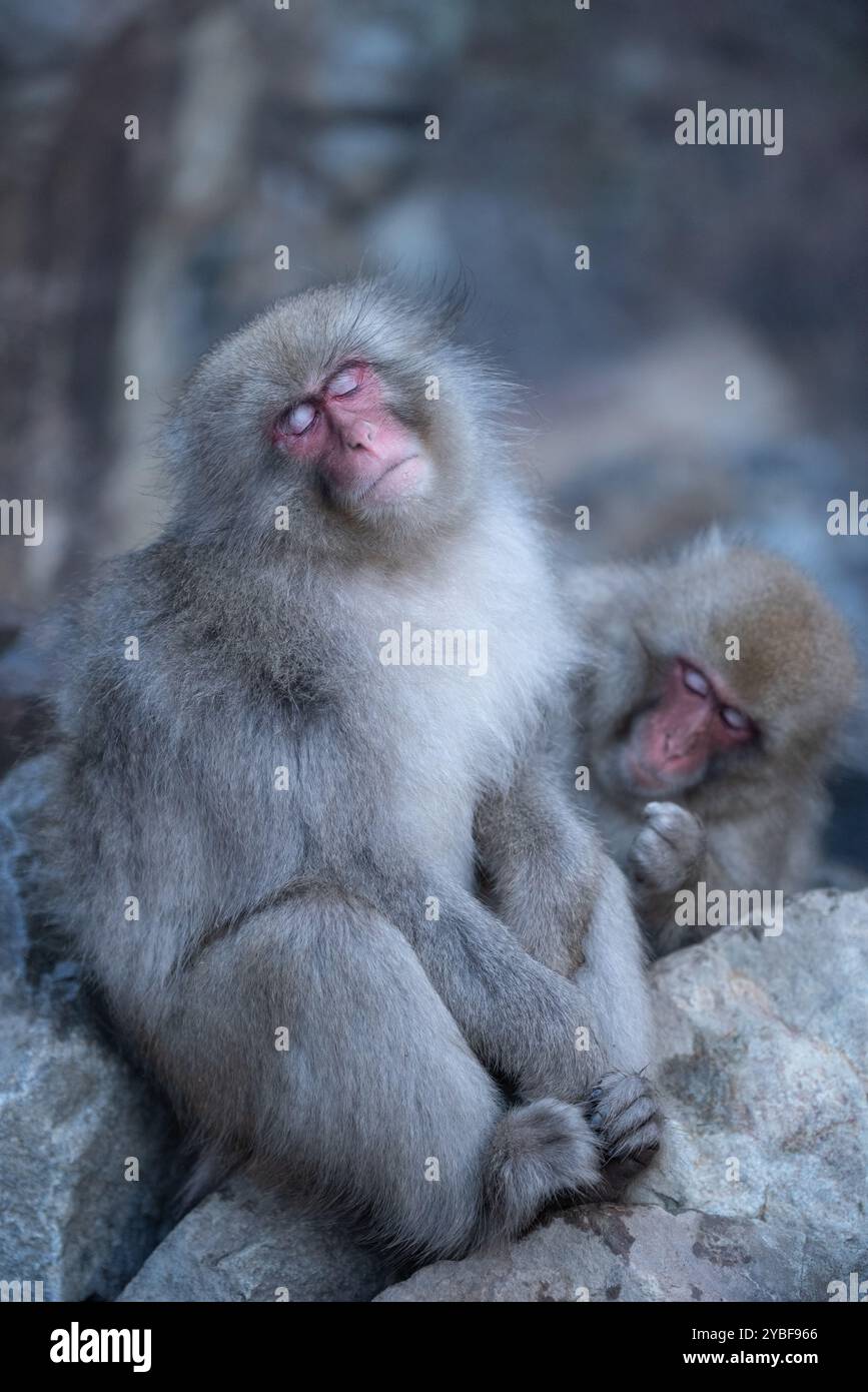 Jigokudani Monkey Park, Yamanouchi, Nagano, Chubu, Japan Stock Photo ...