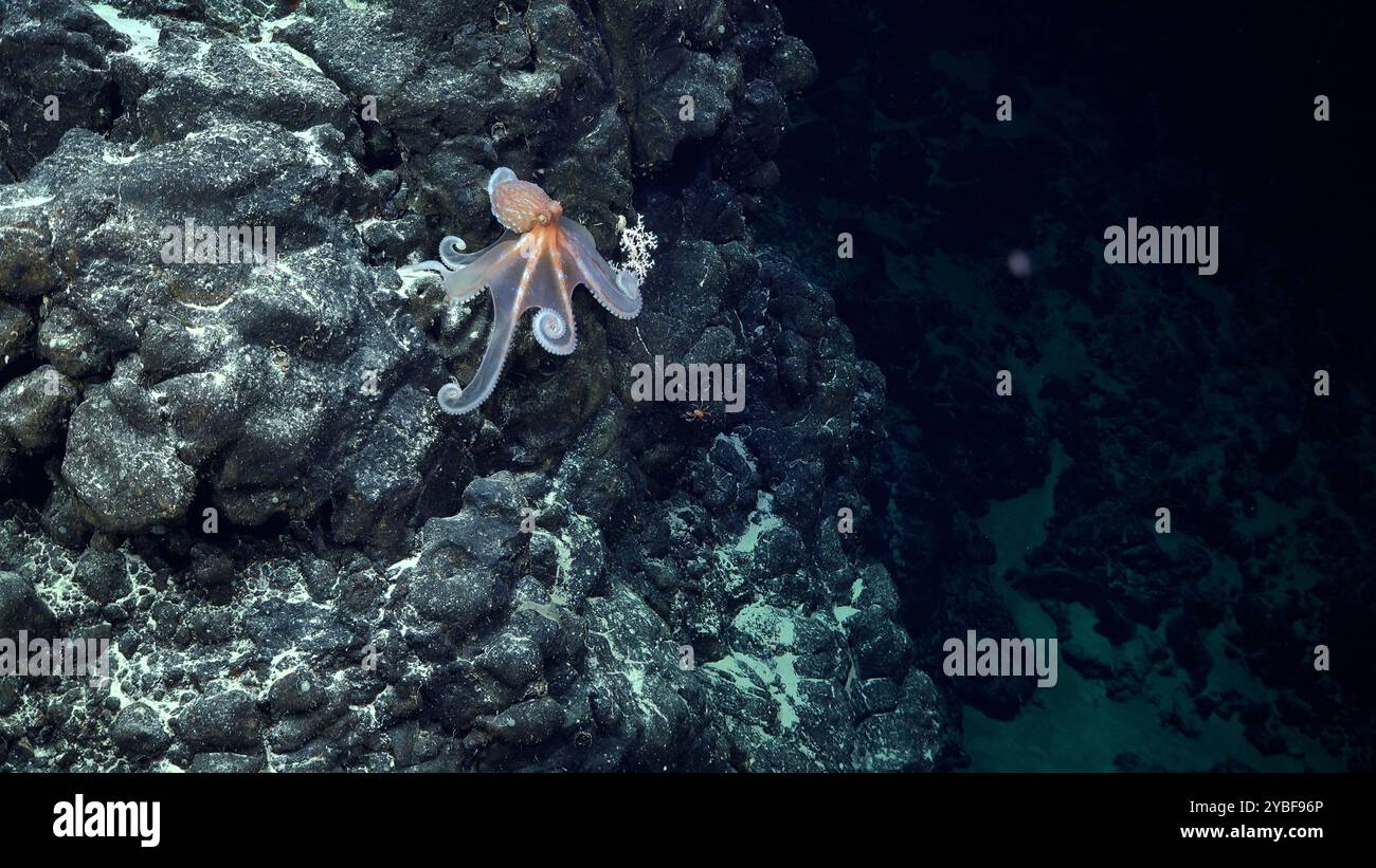 Pacific Ocean. 23rd Mar, 2024. An octopus documented during Dive 674 ...
