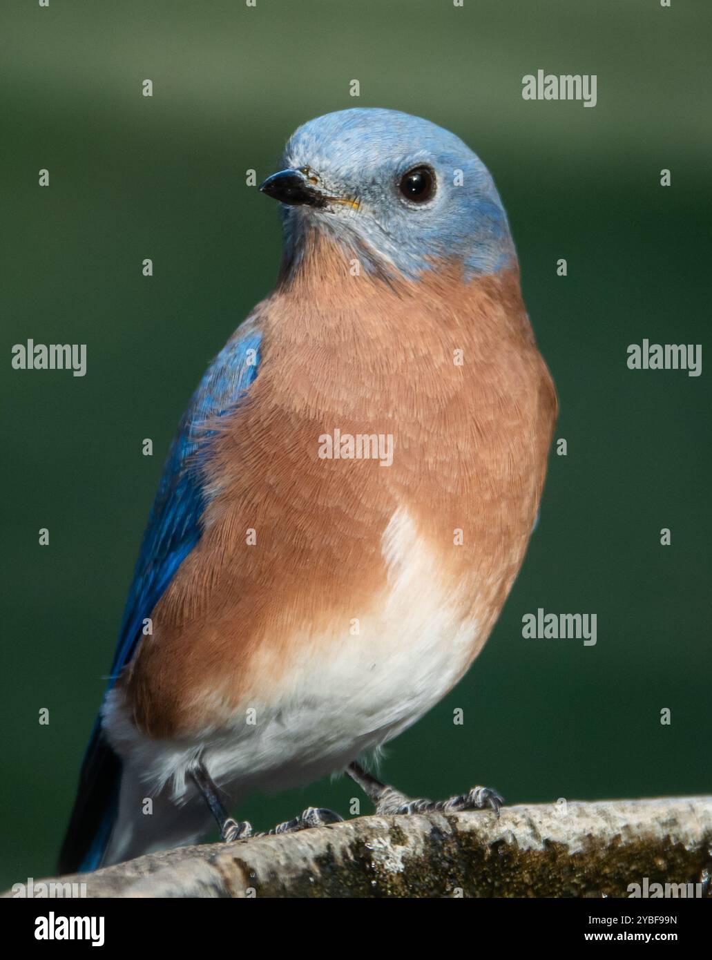 A male eastern bluebird perched on the rim of a birdbath in bright ...