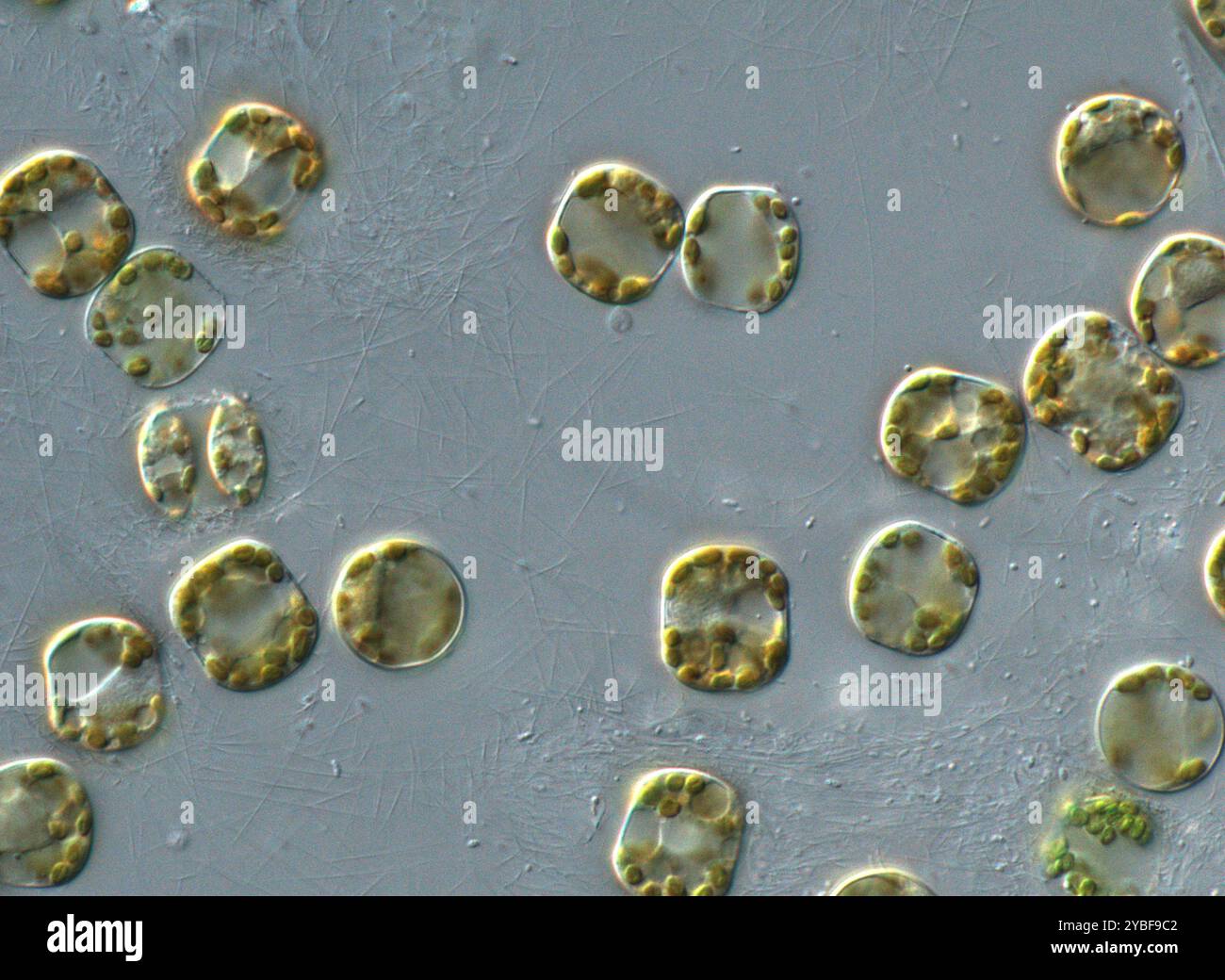 Diatom research hi-res stock photography and images - Alamy