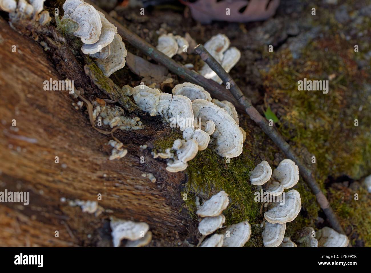 Fungi Turkey tail (Trametes versicolor). It commonly grows in tiled ...