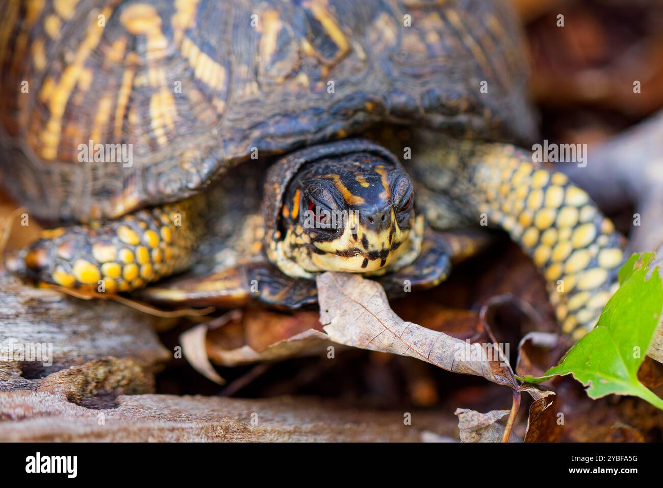 The eastern box turtle (Terrapene carolina carolina). A land turtle ...