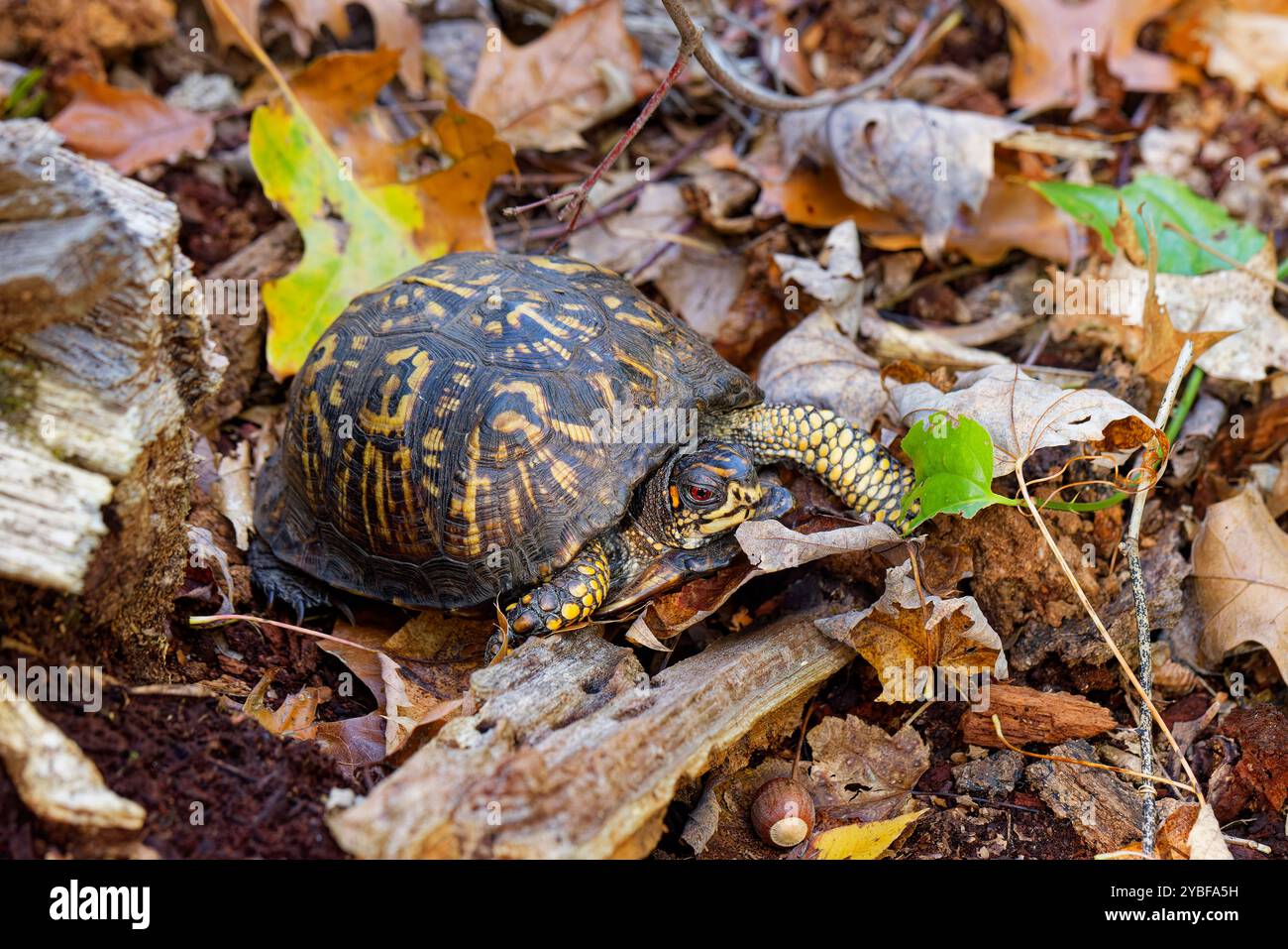 The eastern box turtle (Terrapene carolina carolina). A land turtle ...