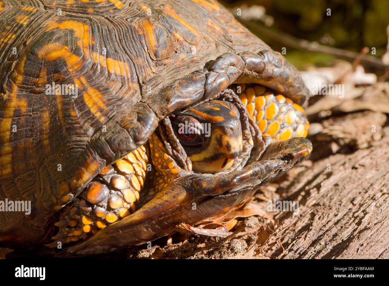 The eastern box turtle (Terrapene carolina carolina). A land turtle ...